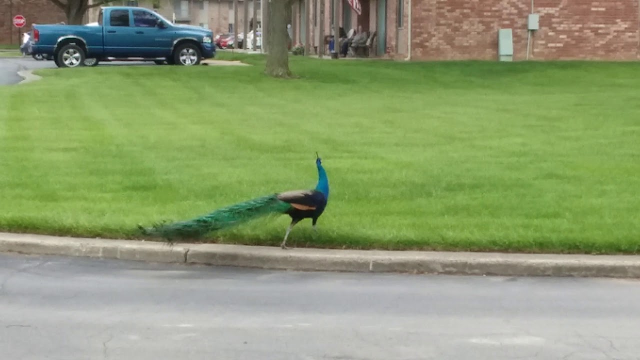 Free-Roaming Peacock in Indiana - YouTube