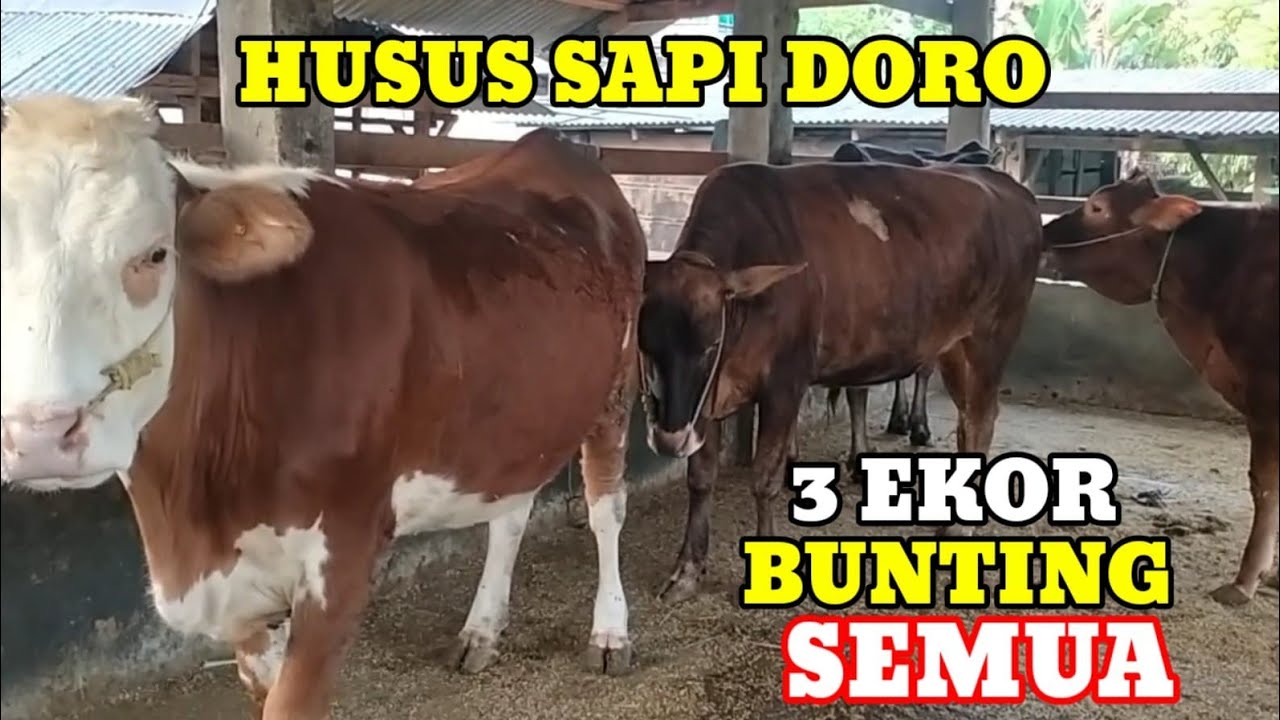 Ciri ciri 3 ekor sapi doro bunting dengan beda jenis# - YouTube