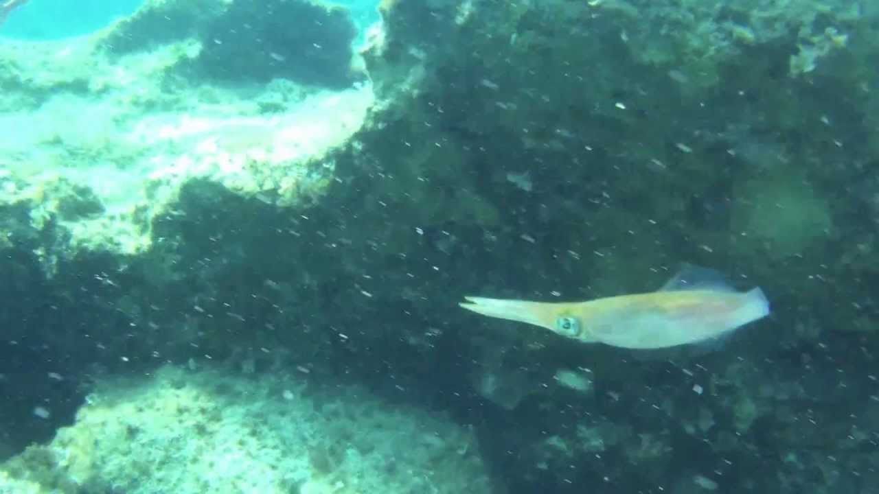 Cyprus marine life GoPro - YouTube
