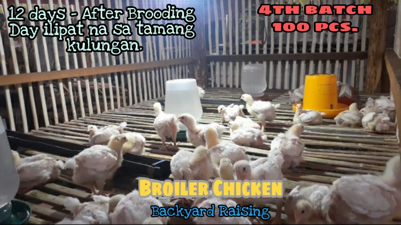 Broiler Chicken 4th Batch 100pcs. after Brooding days nilipat na to our ...