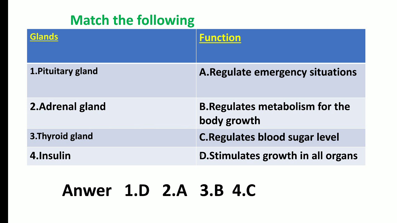 Endocrine glands (lesson explanation and notes explanation) - YouTube