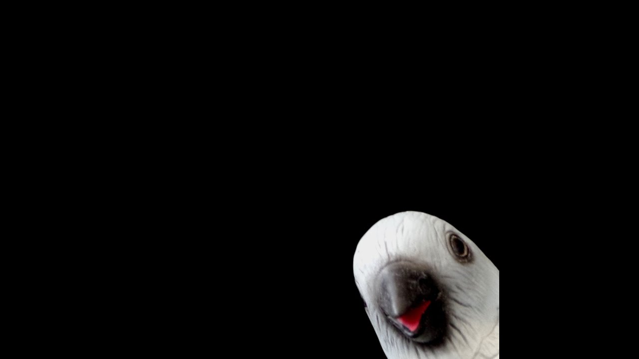 ANIMATED MOCKINGBIRD - YouTube