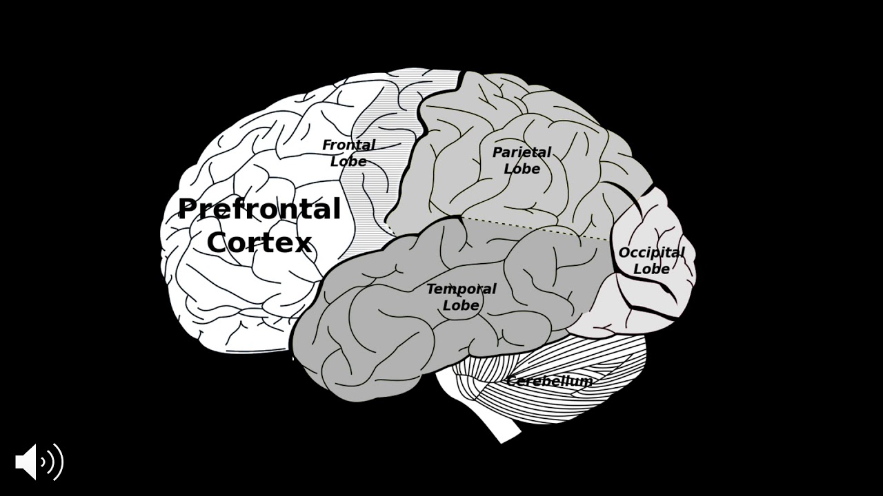 Relationship Between Prefrontal Cortex Asymmetry, Mental Health, and ...