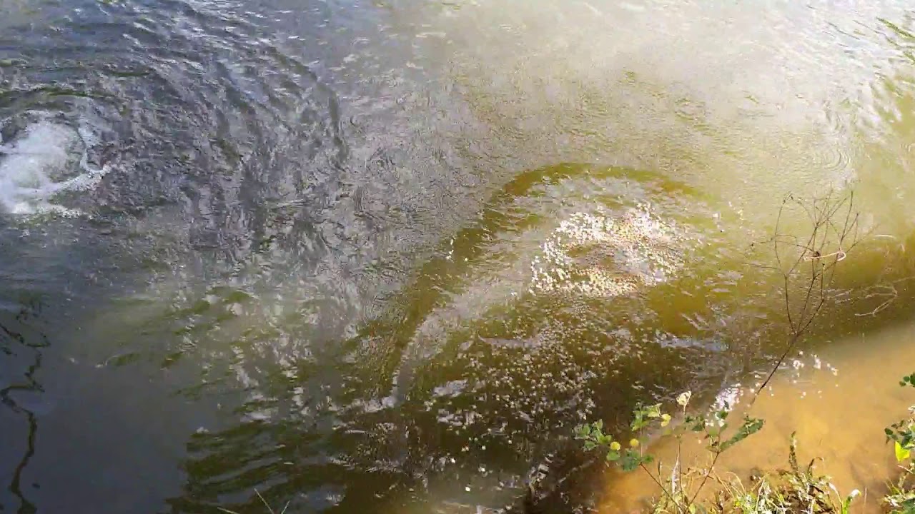 Alimentando nossos peixes tanque 01, Matrinchã e Tabatinga - YouTube