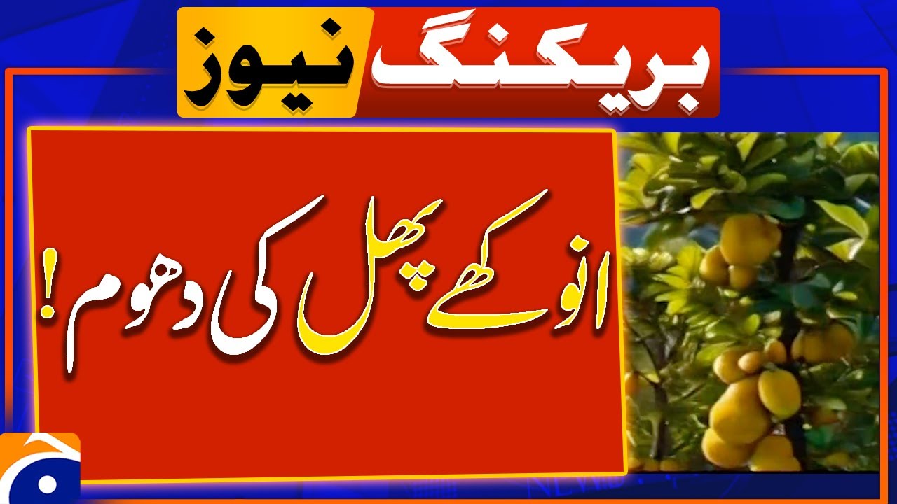What a peculiar fruit! | Pakistani fruits | Breaking News - YouTube
