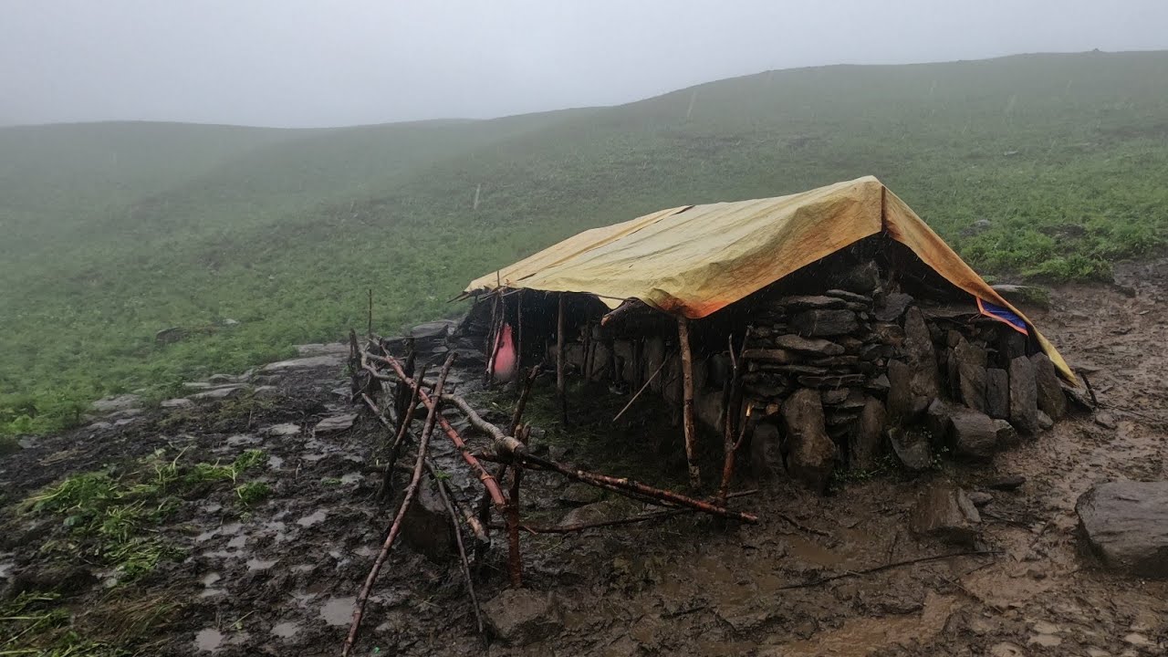 Very Tough Life of Himalayan Buffalo Herdsmen || Life in the Shed ...