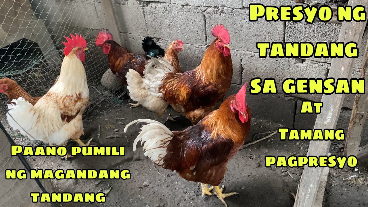 PAANO PUMILI NG QUALITY NA TANDANG AT PAGPRESYO NITO | MAGKANO ANG ...