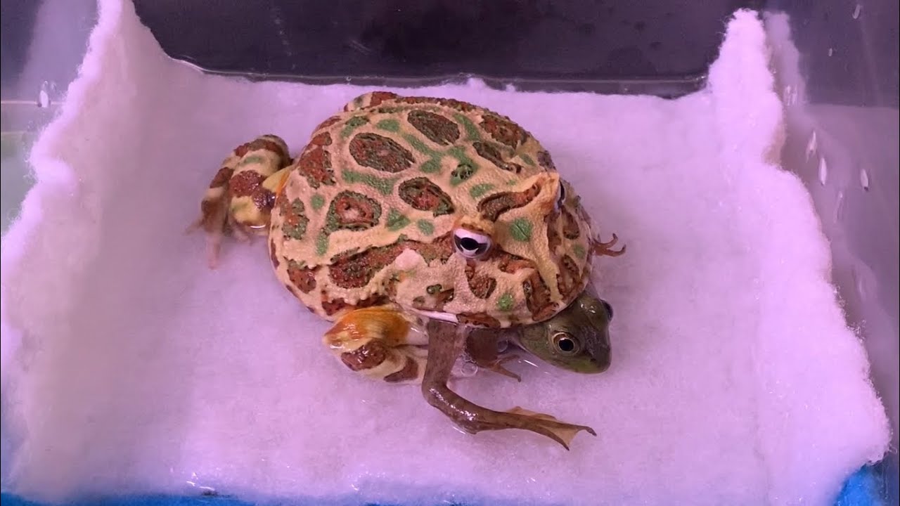 Frog predation video - YouTube