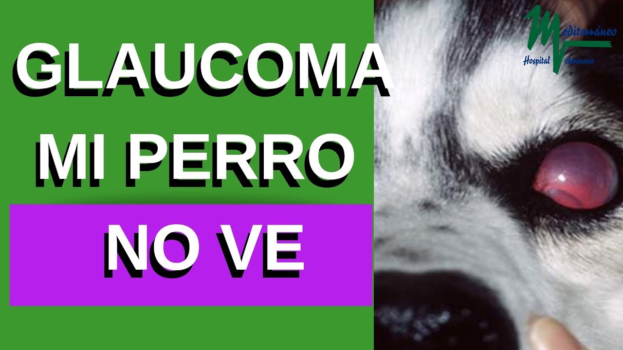 GLAUCOMA EN PERROS/CEGUERA EN PERROS - YouTube
