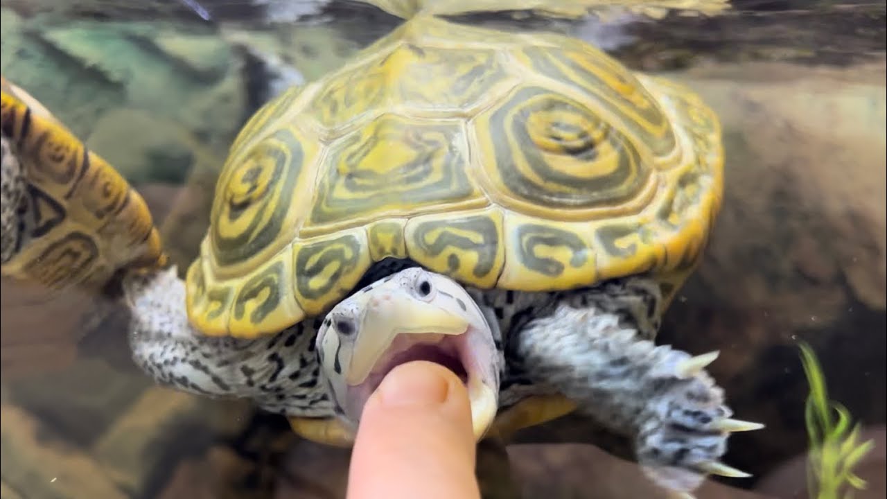 turtle tries to eat my finger 😳😂#turtle #diamondbackterrapin #funny # ...