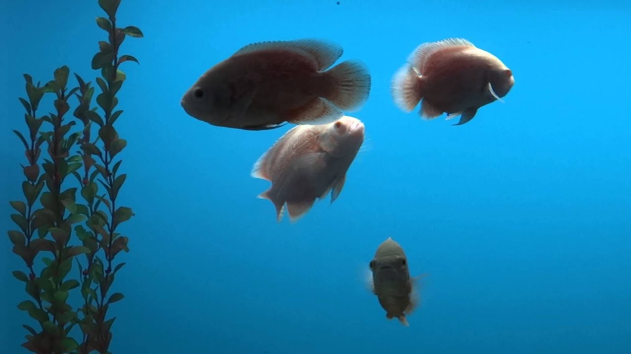 Fire red oscar fish (Astronotus ocellatus) - YouTube