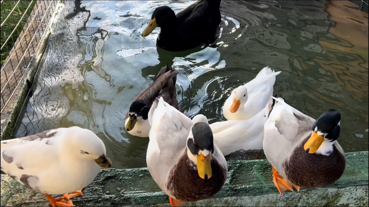 【Call duck】コールダック - YouTube