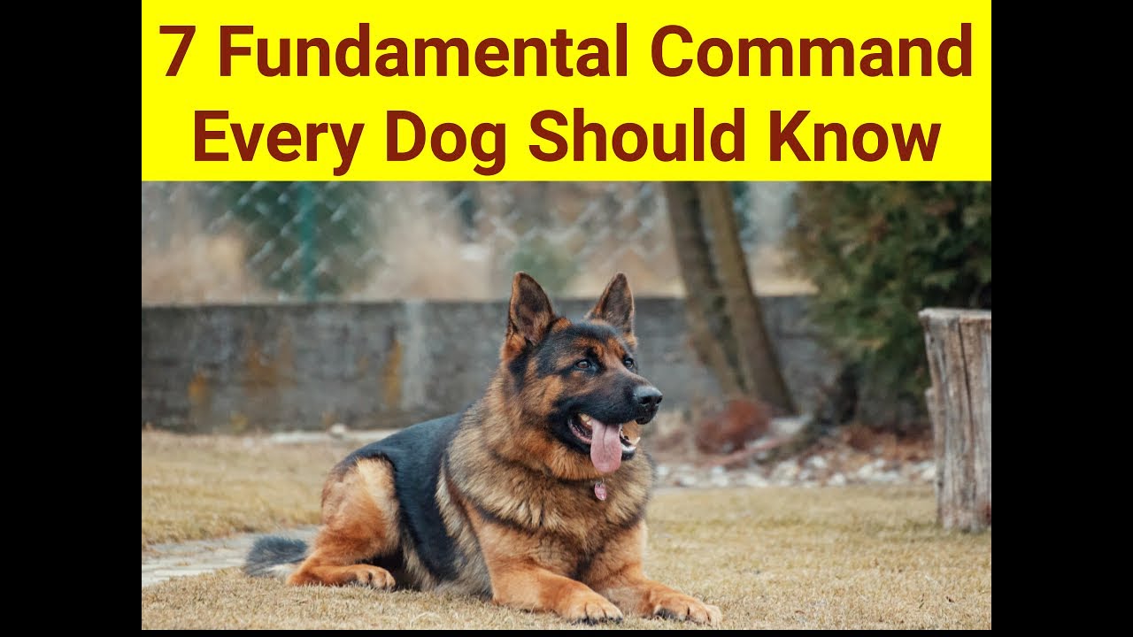 7 Fundamental Command Every Dog Should Know - YouTube