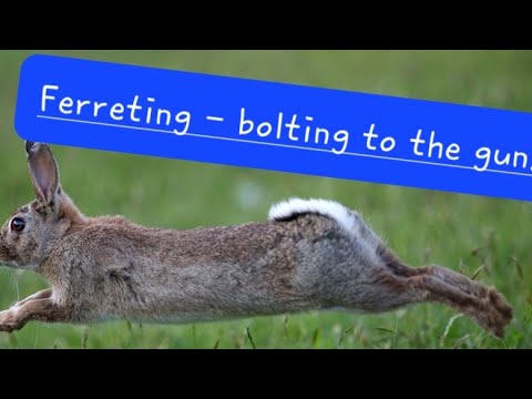 Ferreting - bolting rabbits to the gun - YouTube