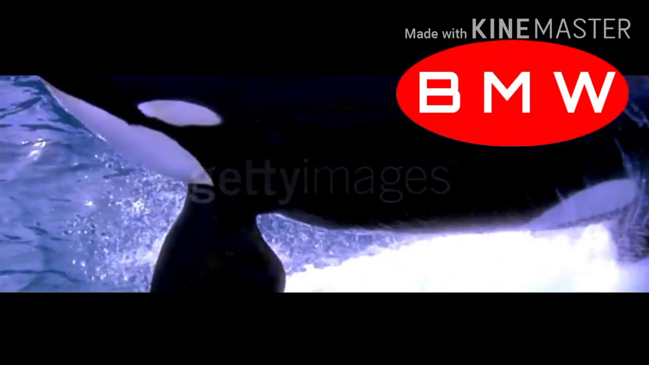 Bgv animals #1 - YouTube