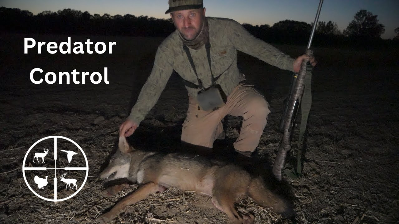Predator Control...Coyote Dirt Nap - YouTube
