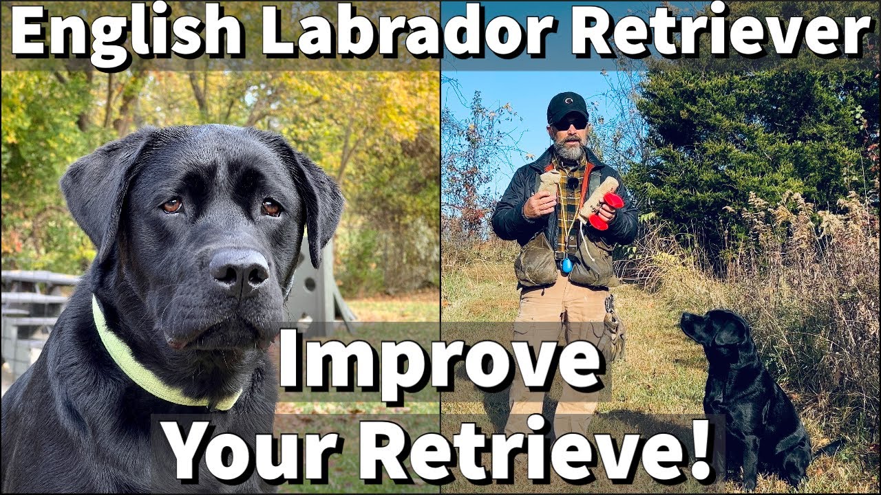 English Labrador Retriever | How To Improve Your Retrieve - YouTube