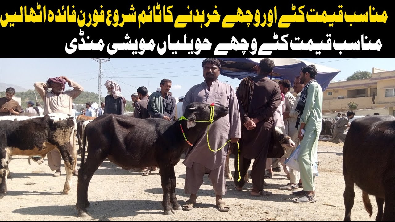 Low Price Cow And Buffalo Calves And Mix Animals On Havelian Maweshi ...