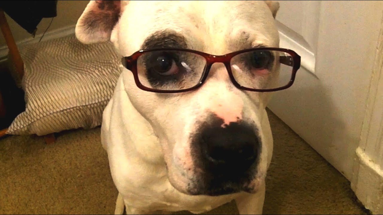 Zen and the Art of Pit Bull Maintenance #VEDA 2015 05 #withcaptions by ...