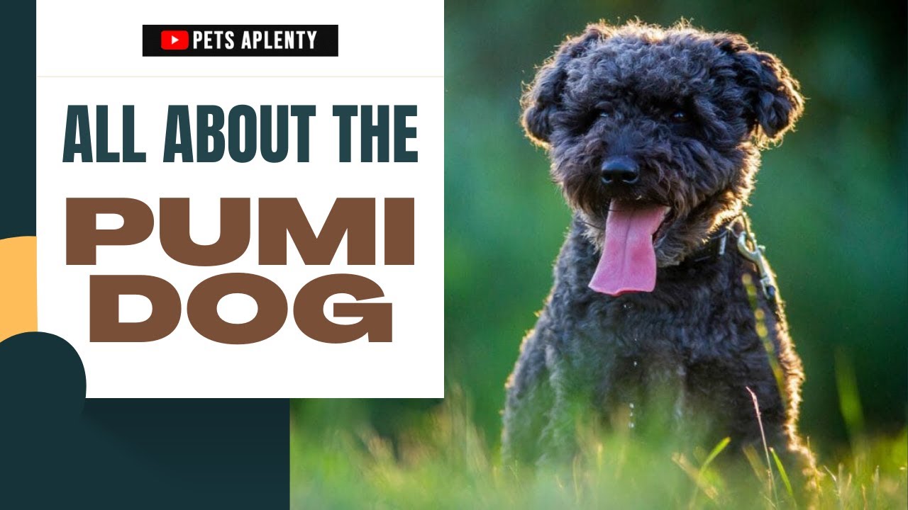 What Is a Pumi? - YouTube