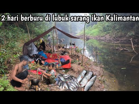 2 hari berpetualang berburu di kolam ikan liar sungai Kalimantan 