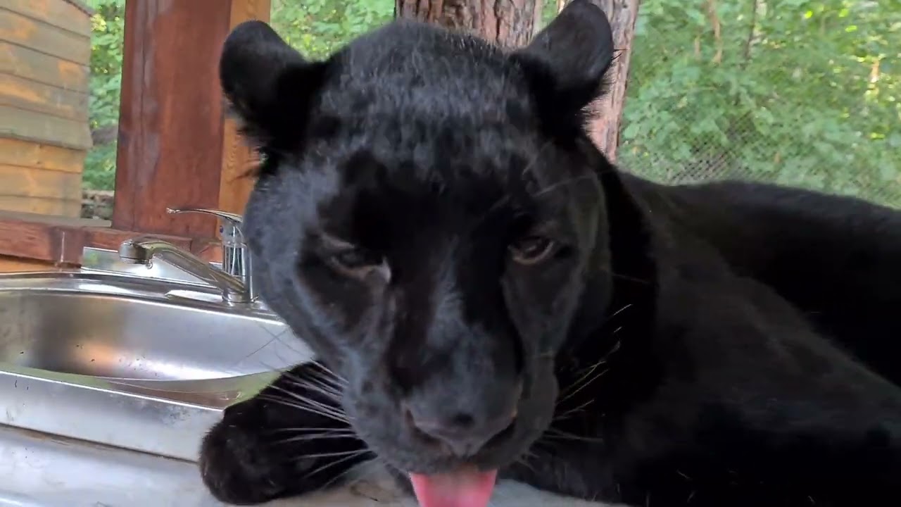 Animal charging 😅 - YouTube