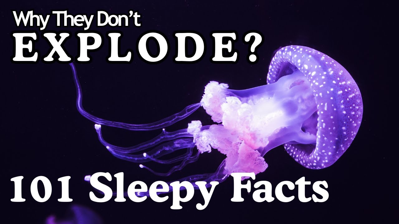 Why These Deep Sea Animals Don't Explode Under Pressure |101 Sleepy ...