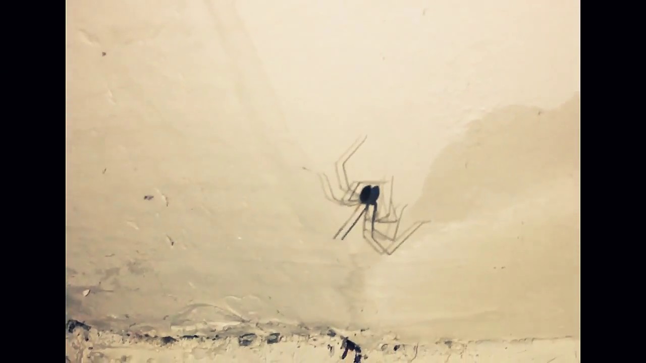 Cellar spider hunting flies. - YouTube