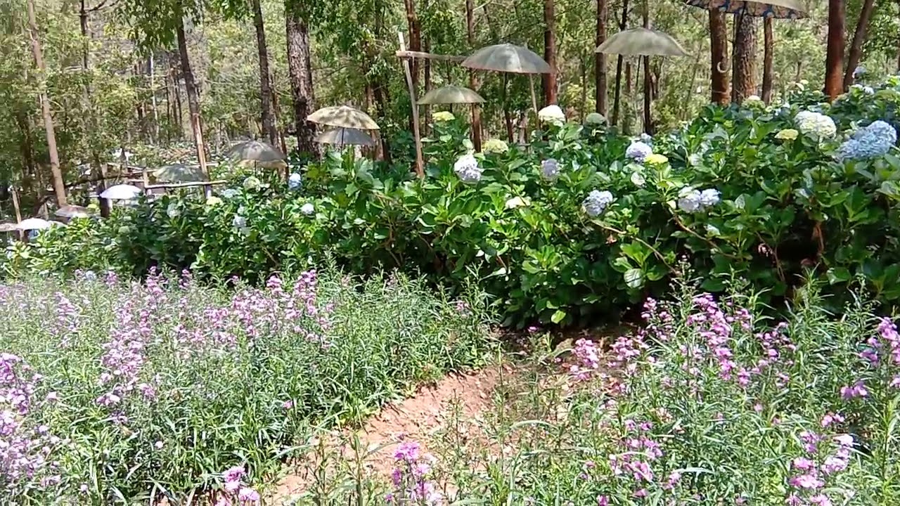 Kebun bunga di Coban Talun - YouTube