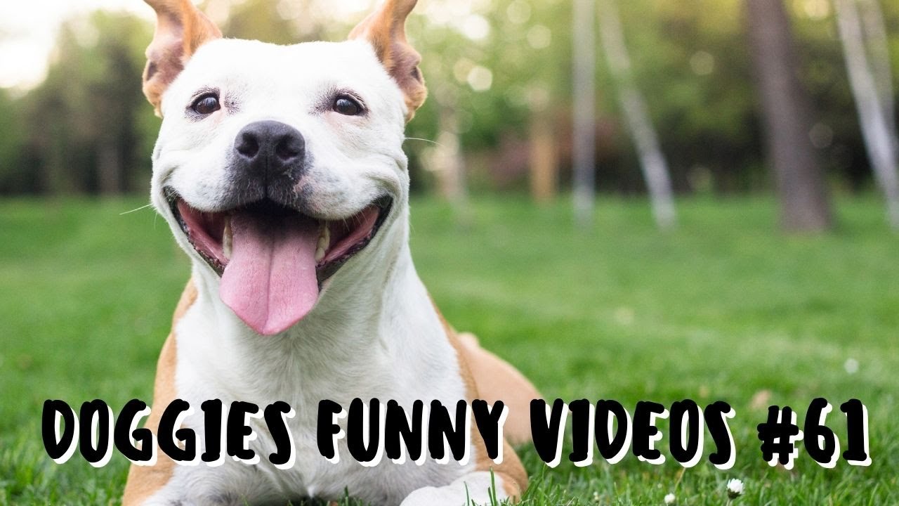 Doggies Funny Videos #61 | Doggies Funny Videos - YouTube