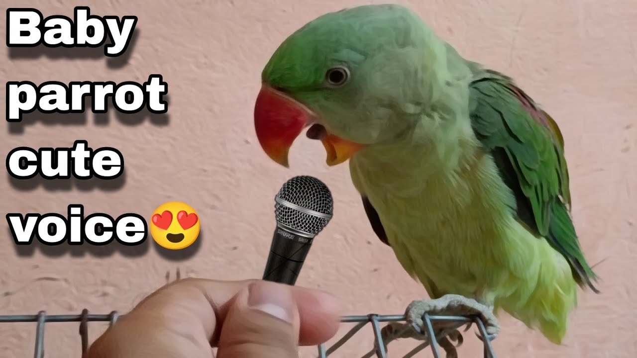 Baby Parrot ki cute voice | Talking parrot| मिट्ठू की बोली 😍🦜 - YouTube