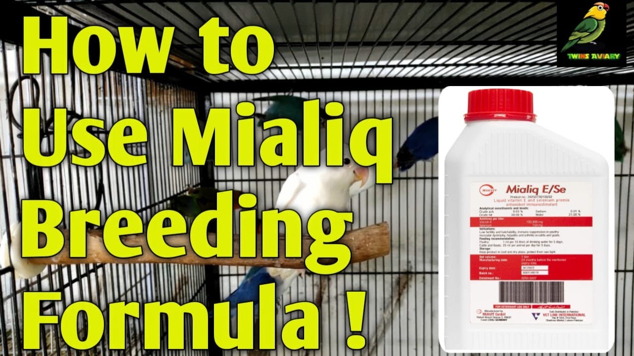HOW TO USE MIALIQ BREEDINGG FORMULA FOR BIRDS | TWINS AVIARY - YouTube