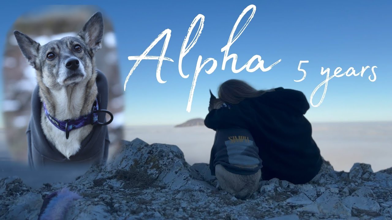 Alpha 5 years • tricks & fun - YouTube