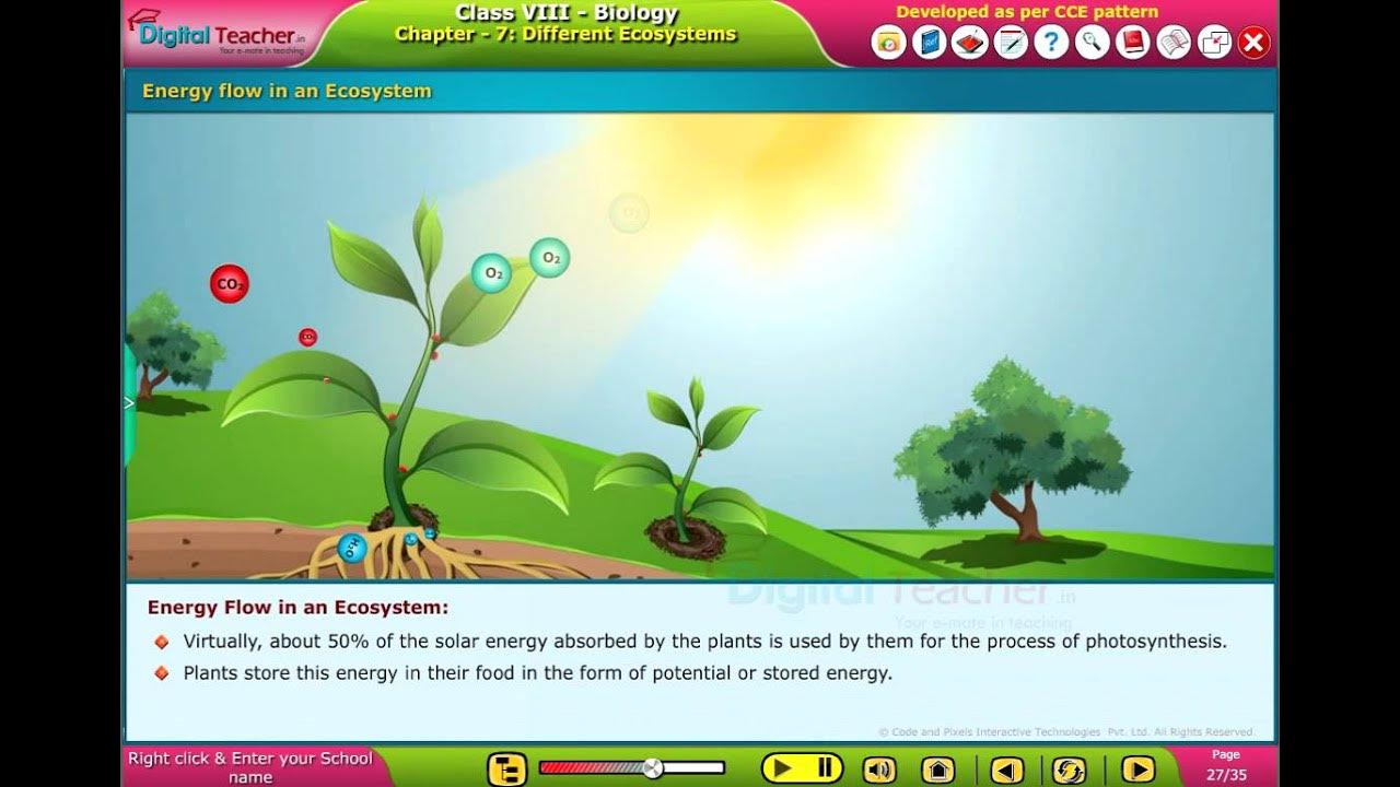 Energy Flow in an Ecosystem, Class 8 Biology | Digital Teacher - YouTube