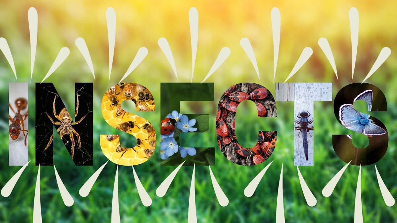 English class - Insects / Clase de inglés - Insectos - YouTube