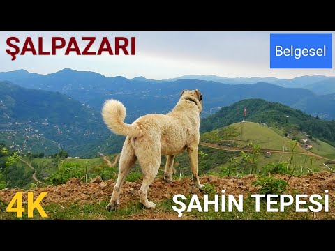 MEZERE GÜNLÜĞÜ || SİSDAĞI