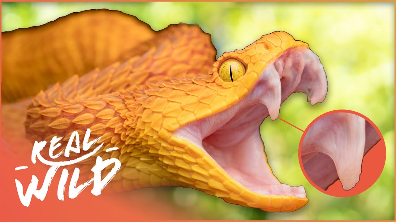 Exploring The Deadly Defences And Unique Weapons Of The Animal Kingdom ...