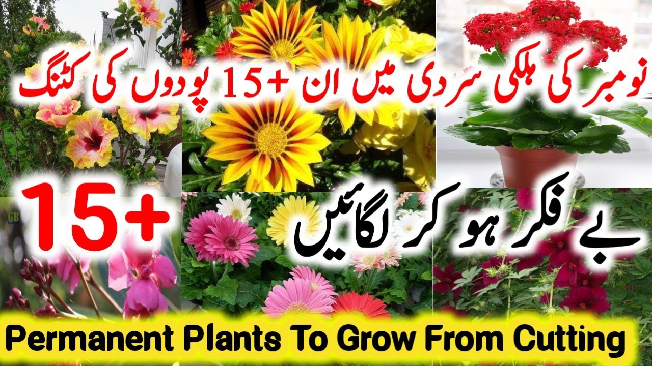 15+Permanent Plants To Grow From Cutting In Nov-Dec|Best House Plants ...