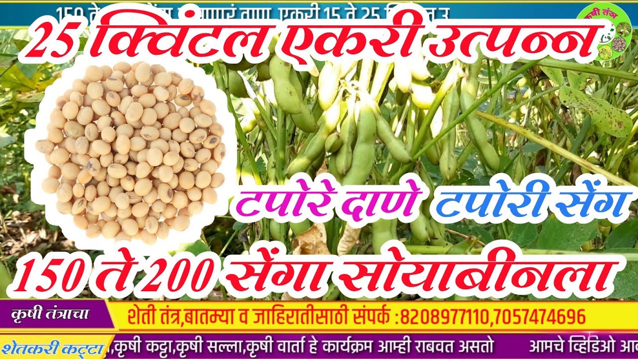 बेस्ट सोयाबीन वाण.100 ते 200 सेंगा | फुले संगम | फुले अग्रणी | best ...