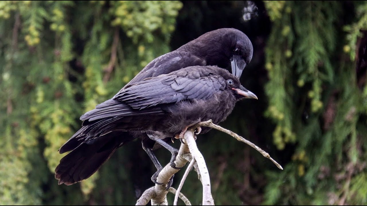 Momma Grooming Her Baby Crow - YouTube