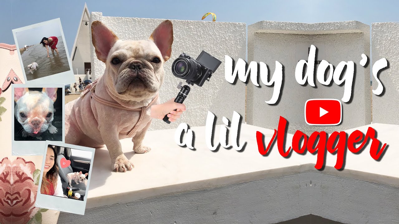 My dog is a VLOGGER 📷 - YouTube
