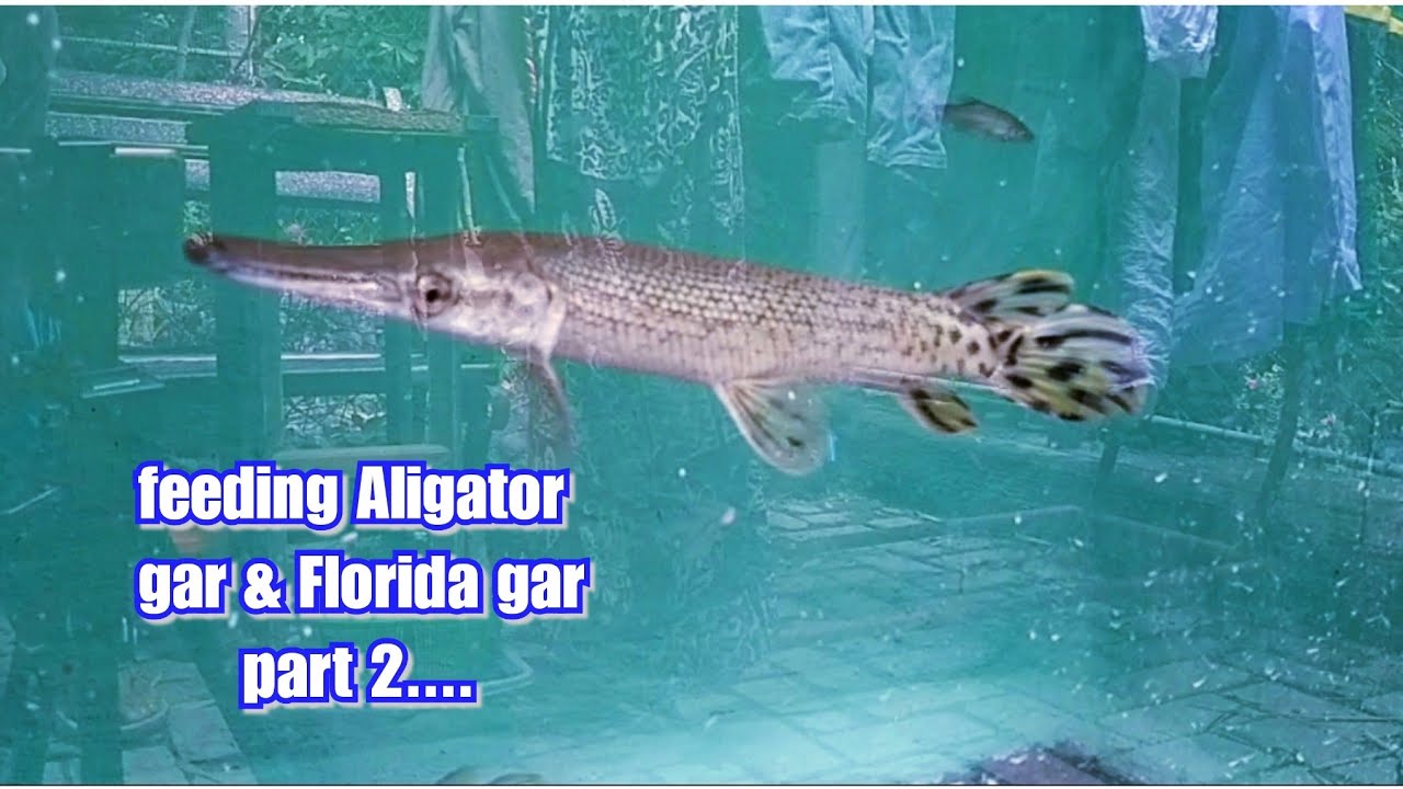 Feeding ikan Aligator part 2 - YouTube