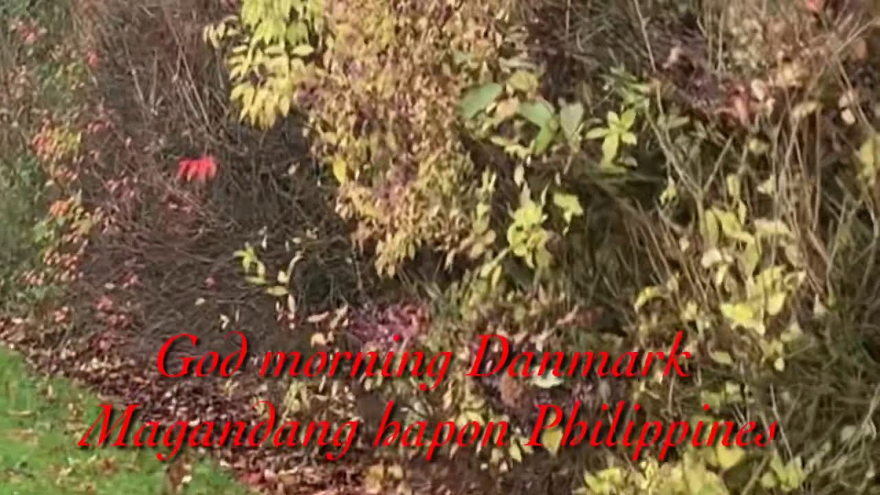 Good morning Denmark - YouTube