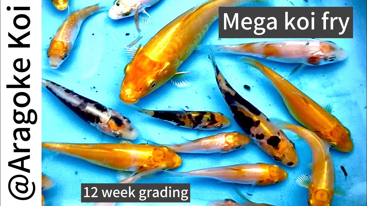 Grading my koi fry at 12 weeks @Aragokekoi @New-Forest-Koi ...