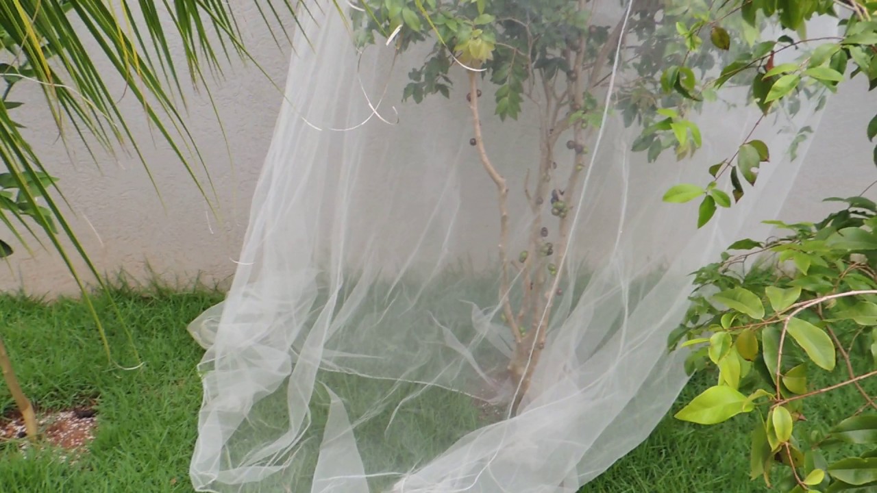 Tela contra passarinho - pomar - YouTube