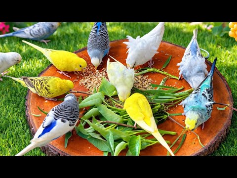 Neşeyle Dolu Bir Muhabbet Kuşu Sabahı 🐦☀️ | Neşeli Uçuşlar, Cıvıltılar ve Kuşların Sohbeti