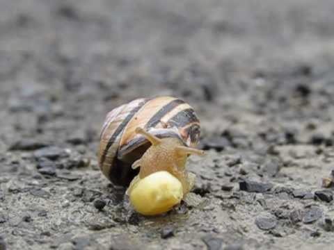 Snail Feasting on Corn - YouTube