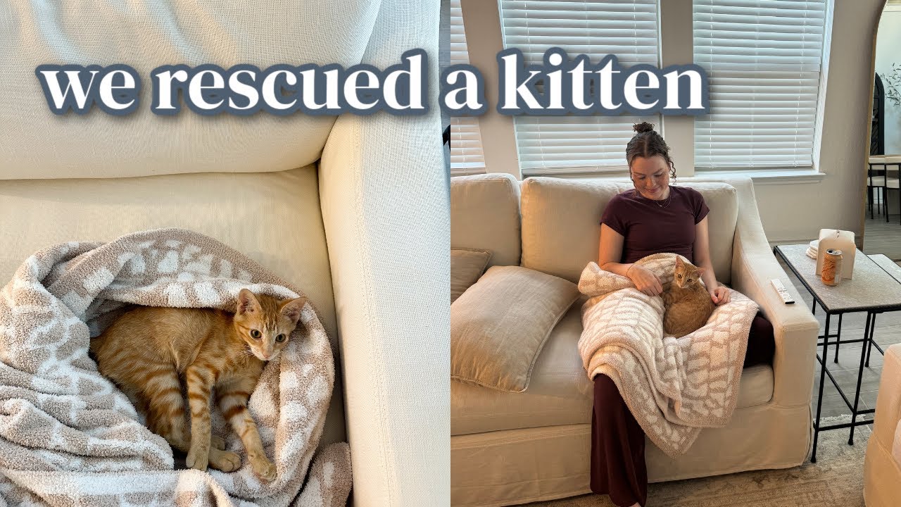 We Rescued a Kitten! Meet Simba's Bestie - YouTube