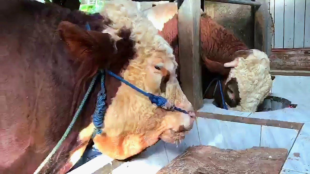 Nyombor Sapi-Sapi Marlboro Ganteng Di Kandang Subscriber - YouTube