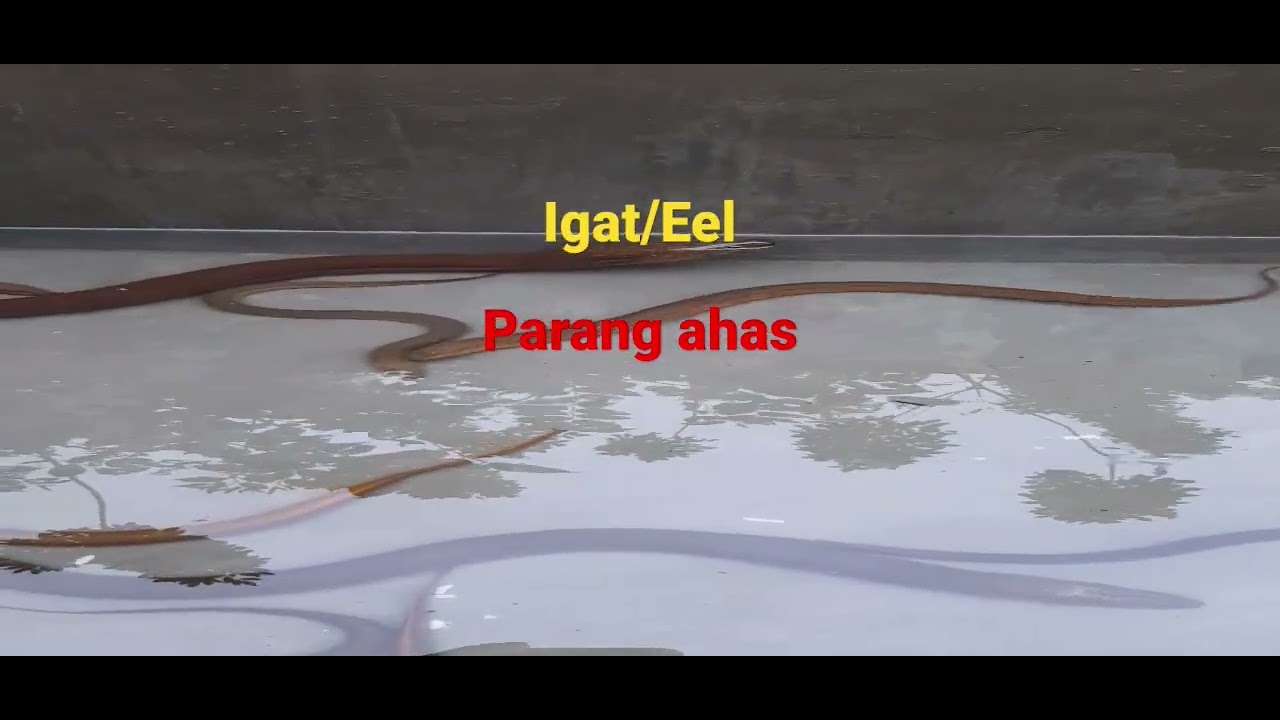 Small pond for my Eel/Igat - YouTube